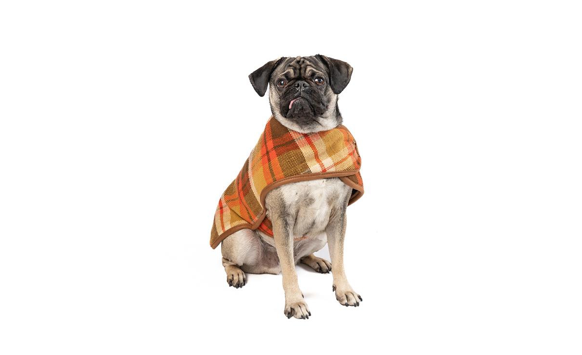 Click here for Chilly Dog M Rust Plaid Coat - white prices