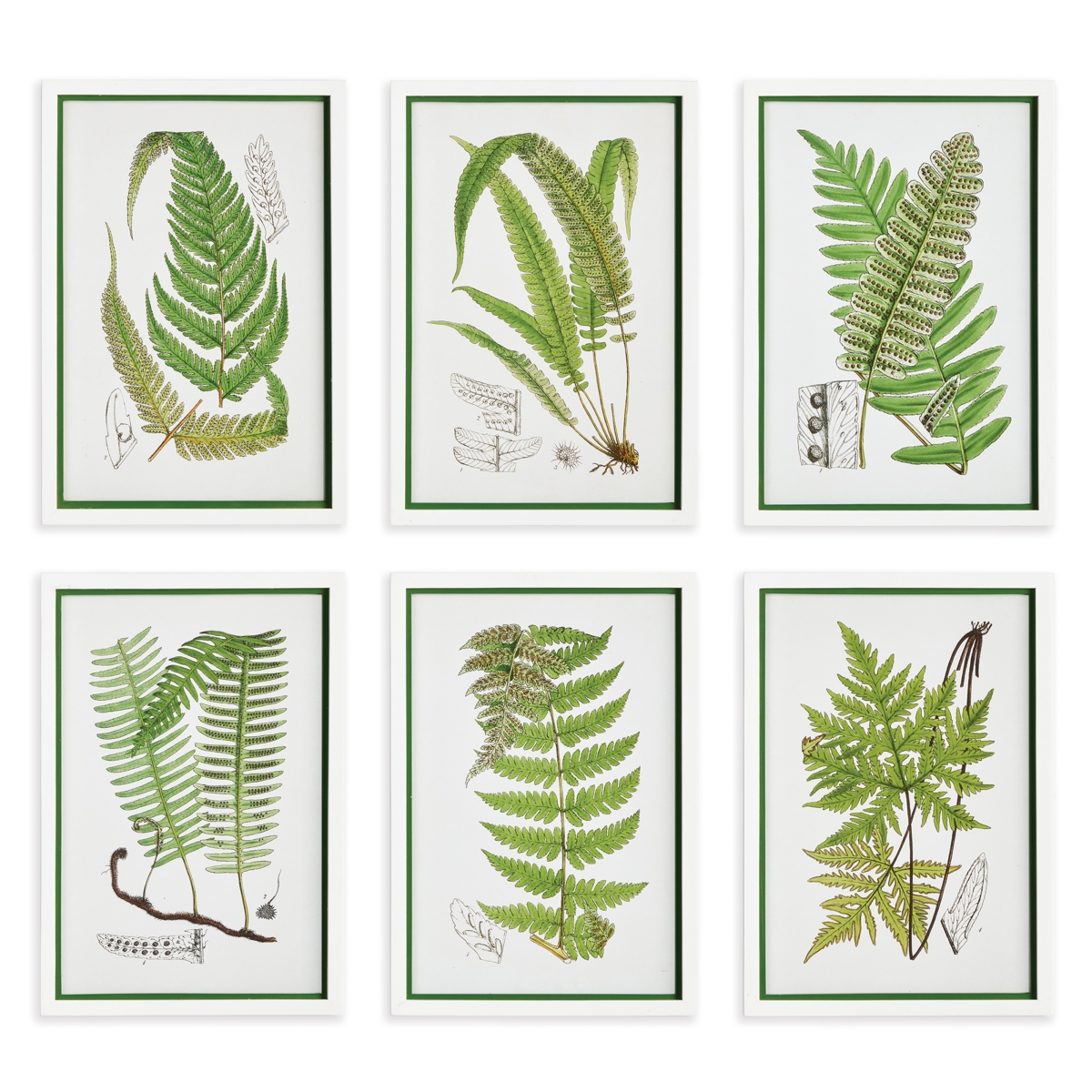Click here for Layered Fern Prints Set of 6 - Green prices