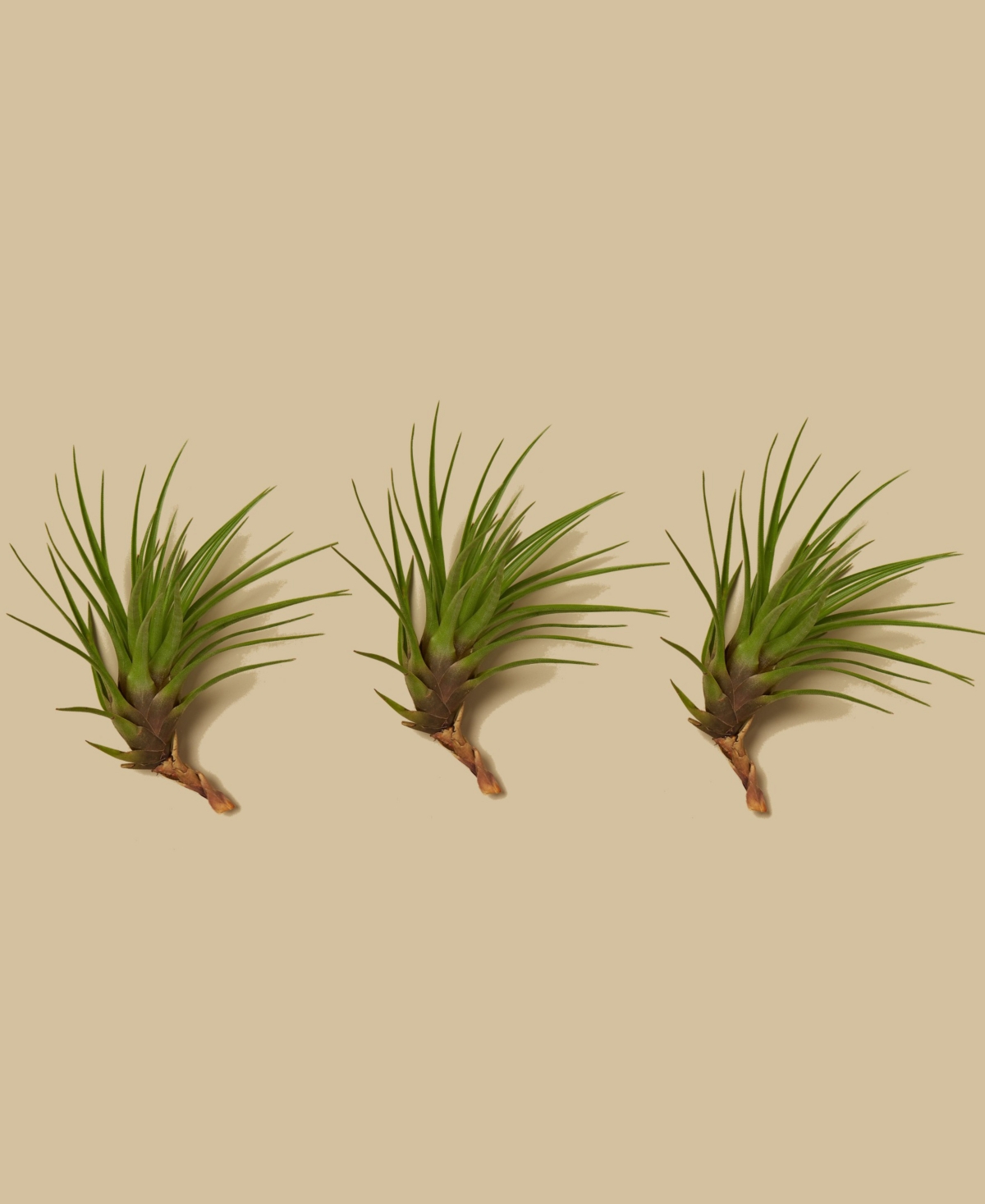 Click here for House Plant Shop Tillandsia Tricolor Live Air Plan... prices
