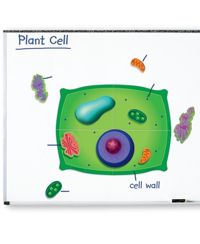 Learning Resources Giant Magnetic Plant Cell - Macy's