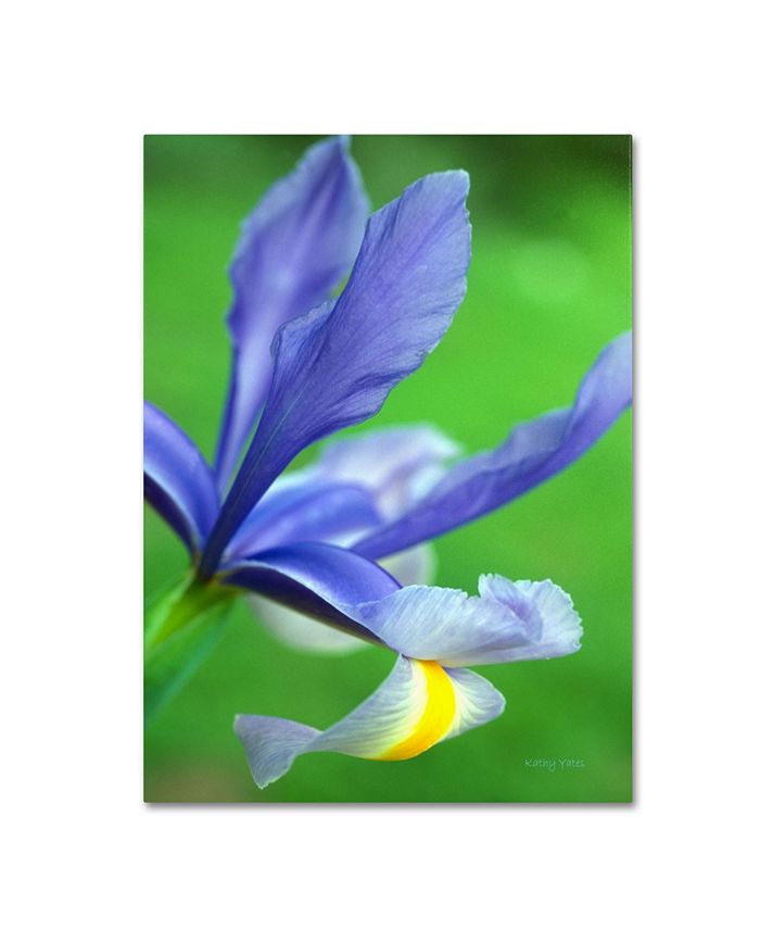 Trademark Global Kathy Yates 'Spring Iris' Canvas Art - 32" x 22" - Macy's