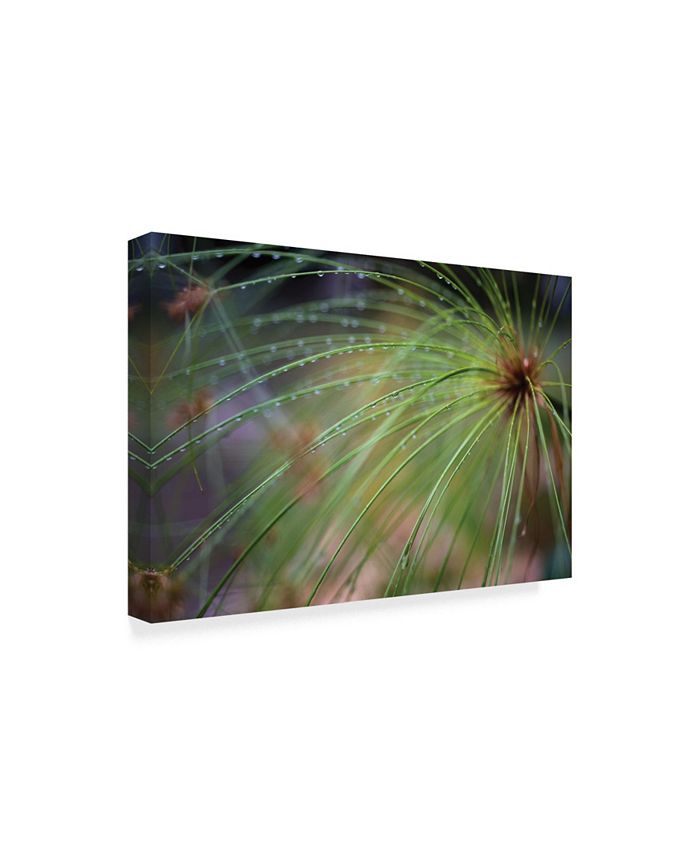 Trademark Global Kurt Shaffer 'Papyrus After A Rain' Canvas Art - 19" x ...