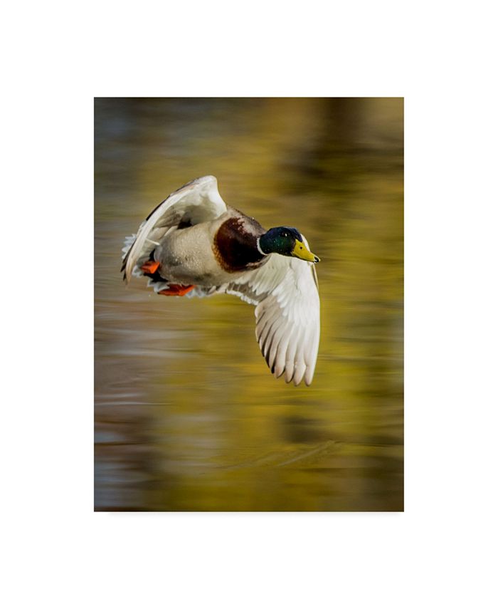 Trademark Global Tyler Stockton Mallard Flight I Canvas Art - 20" x 25 ...
