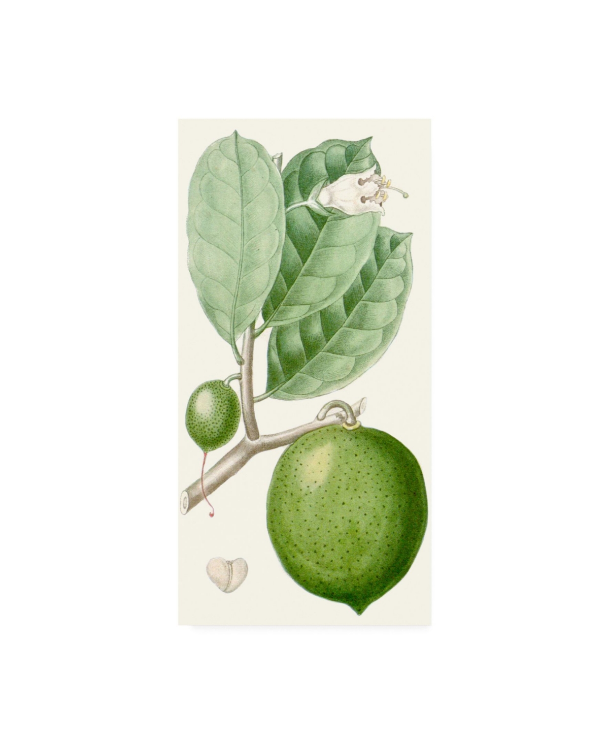 Click here for Turpin Turpin Fruit Iii Canvas Art - 20 x 25 - Mul... prices