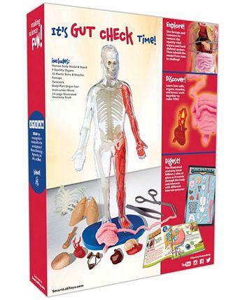 Redbox Smart Lab Squishy Human Body - Macy's