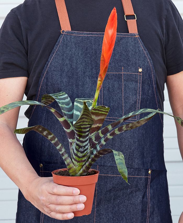 House Plant Shop Bromeliad Vriesea 'Splenriet' Live Plant, 4" Pot - Macy's