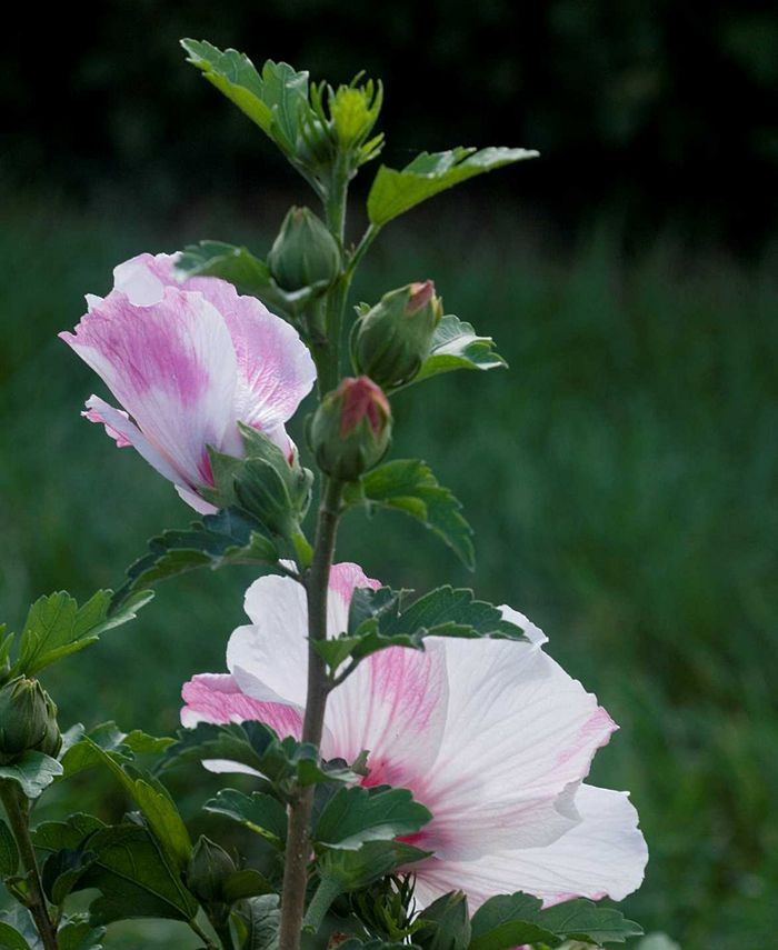 National Plant Network Hibiscus Fiji Live Tree, 2 Gallon Grower ...