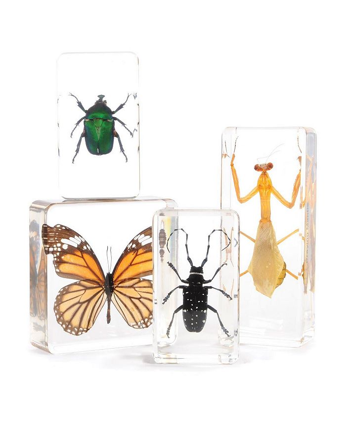 Kaplan Early Learning Insect Specimen Set - Set of 4 - Macy's