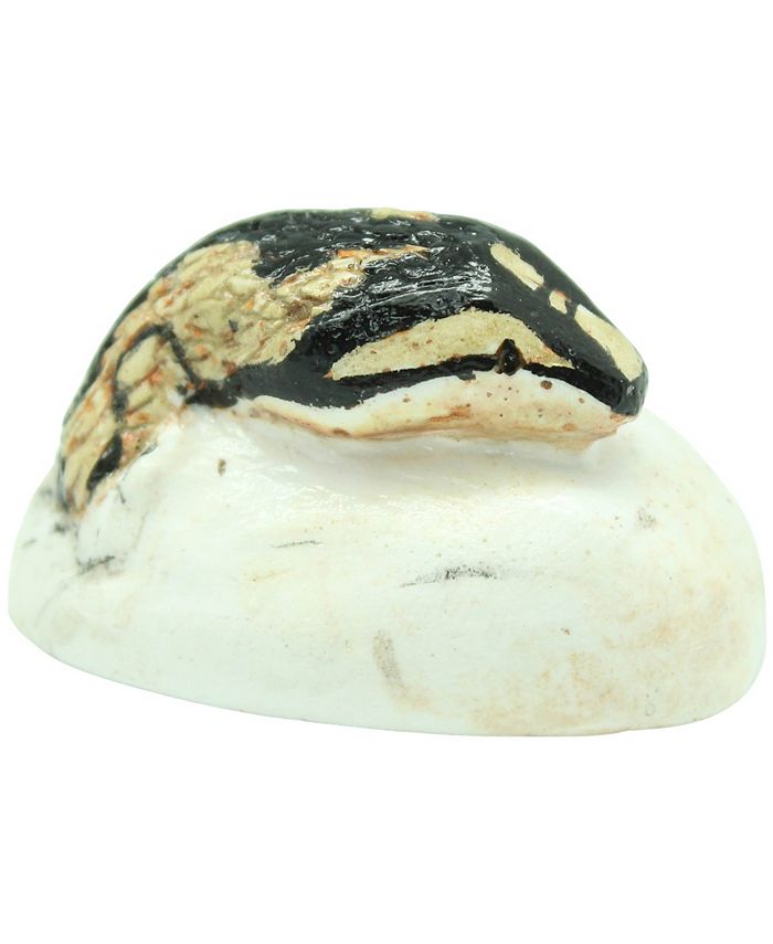 WILD! Science Wild Environmental Science - Extreme Snakes of the World ...