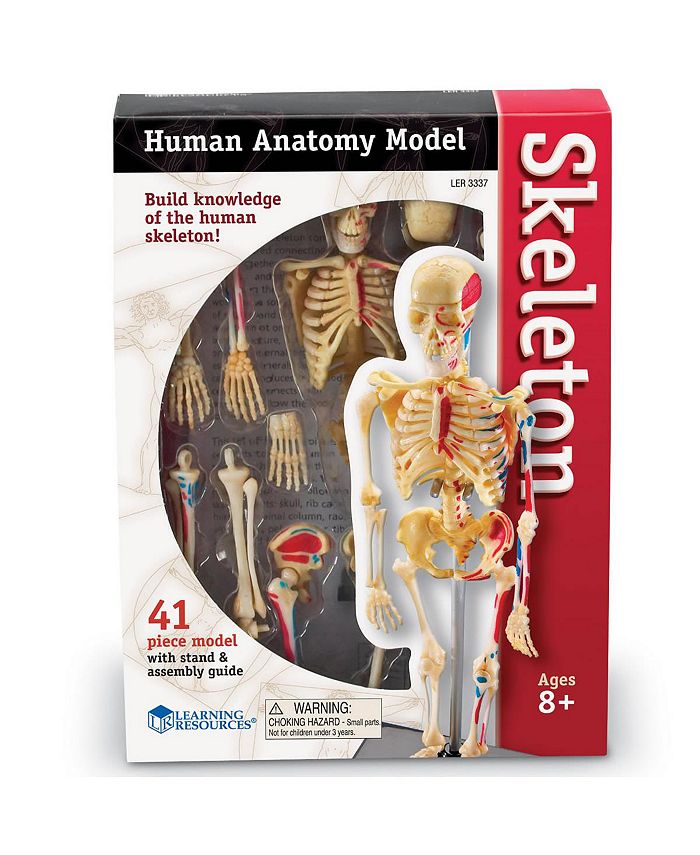 Learning Resources Skeleton Model - Macy's