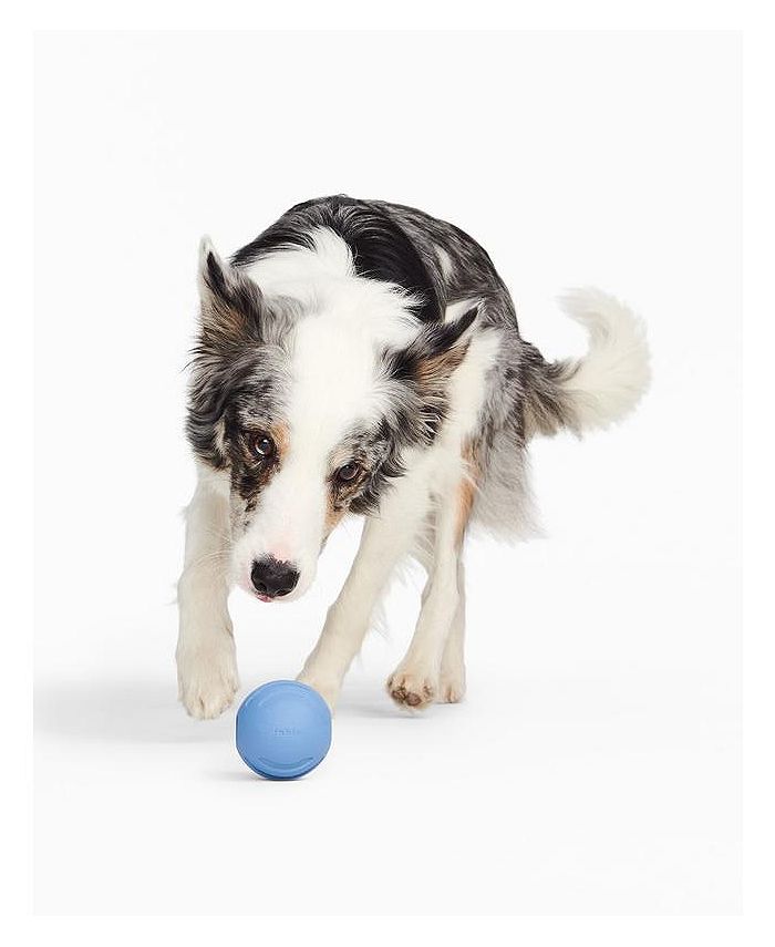 Fable Pets Signature Ball For Dog - Macy's