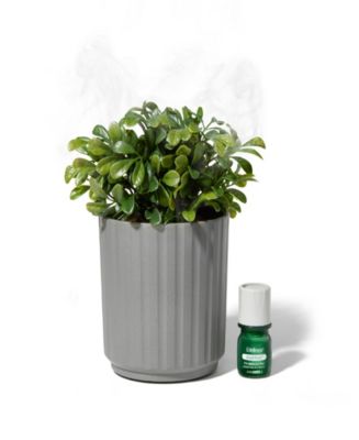 Lifelines Boxwood Plant Diffuser - Macy's
