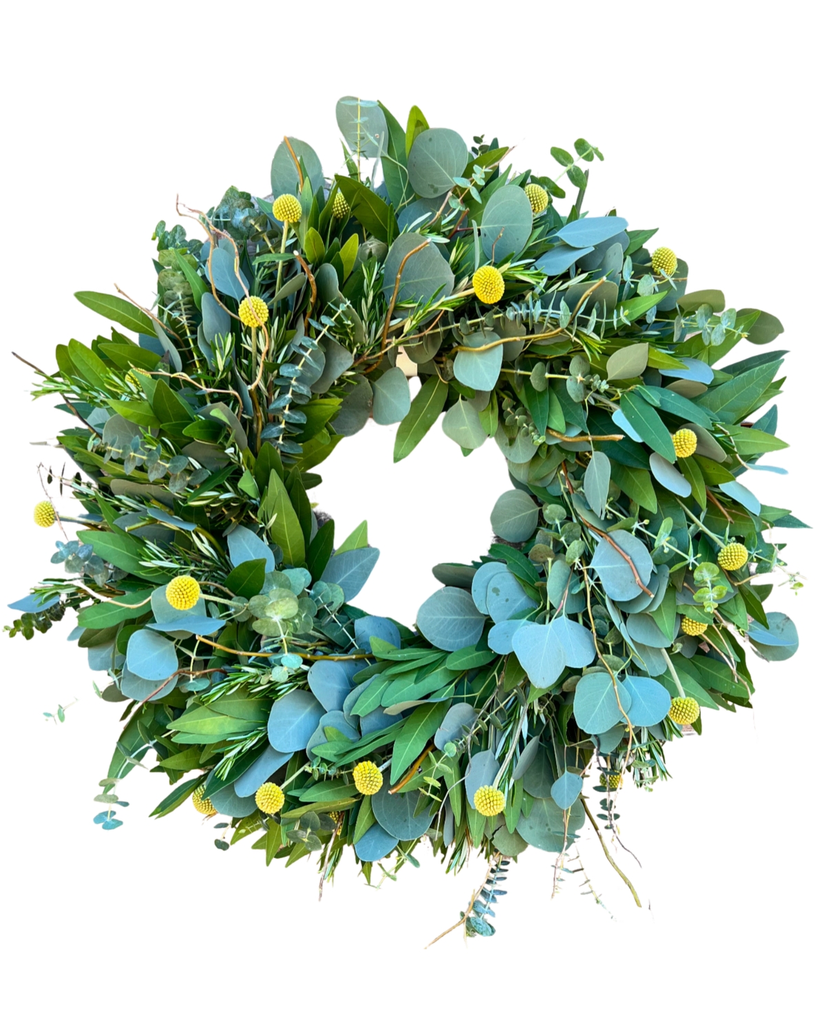 Click here for GreenishBlu Bayleaf  Baby Blue Eucalyptus  Rosemar... prices