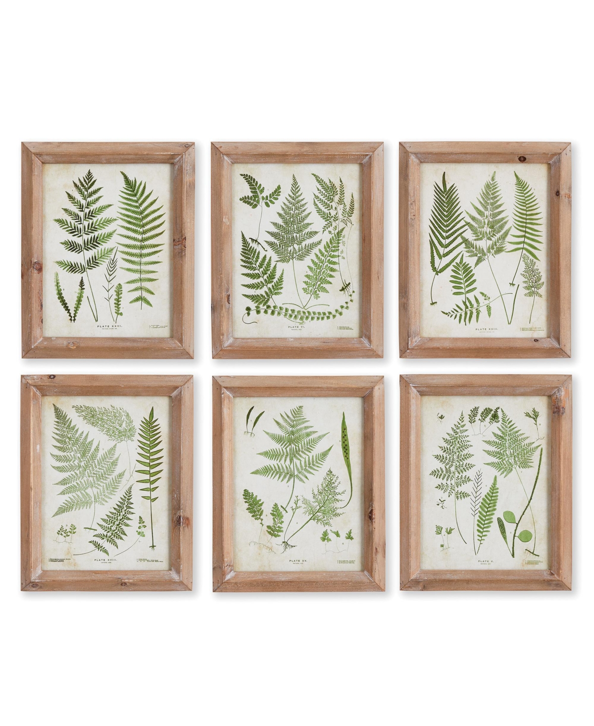 Click here for Assorted Frond Study Petite Set of 6 - Green prices