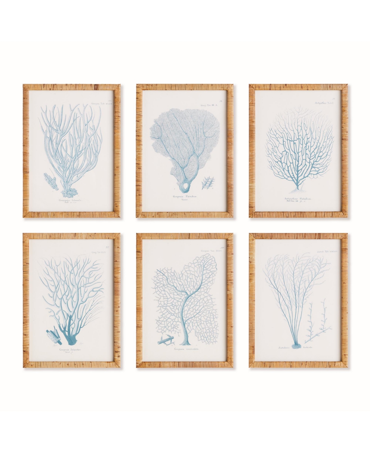 Click here for 16W x 1D x 22H Sea Fan And Coral Study In Blue Fra... prices