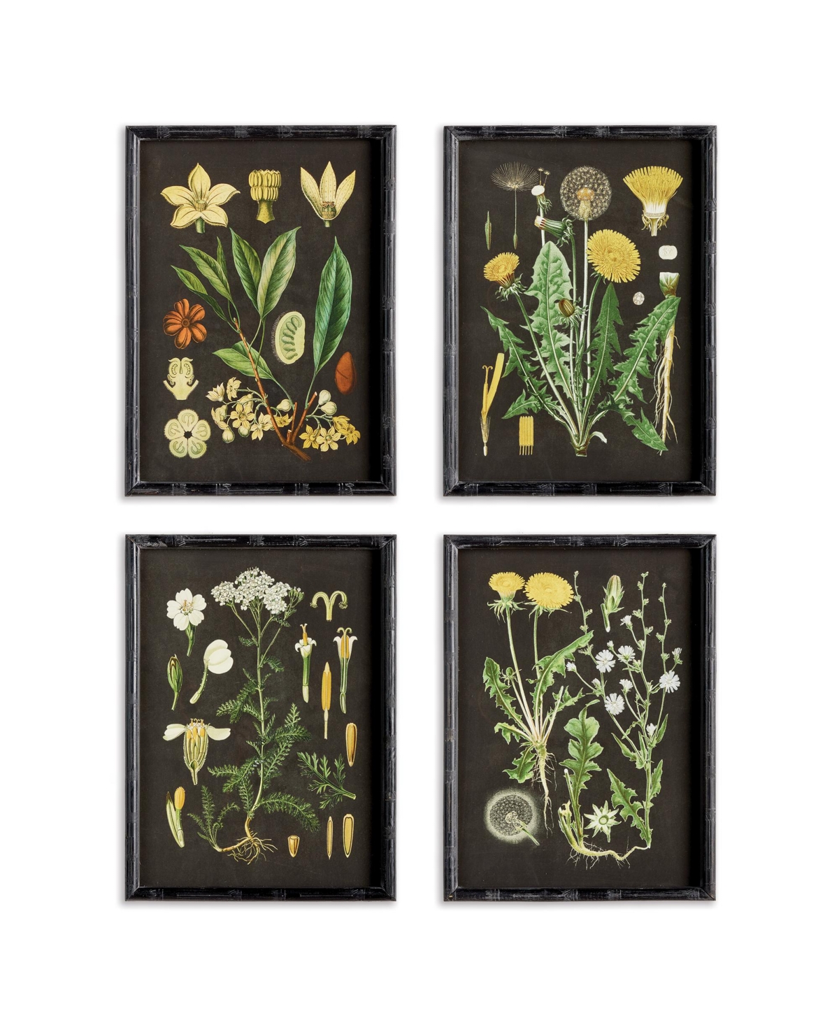 Click here for Golden Botanical Study Set of 4 - Black prices