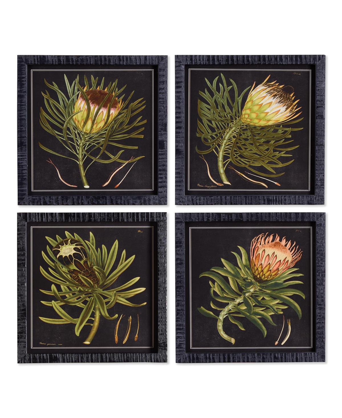 Click here for Protea Petite Prints Set of 4 - Black prices