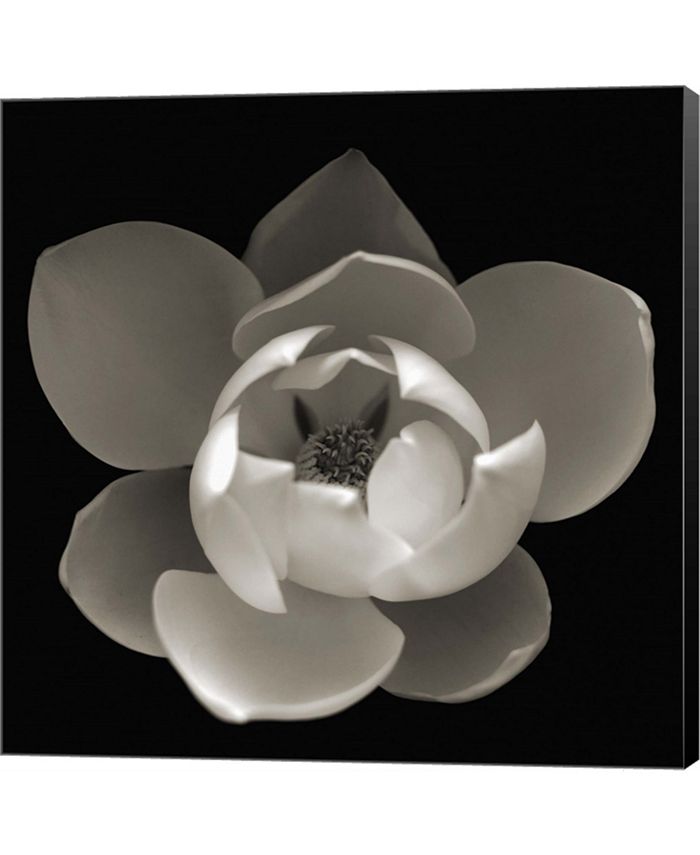 Metaverse White Wonder by Flowerphotos Canvas Art - Macy's