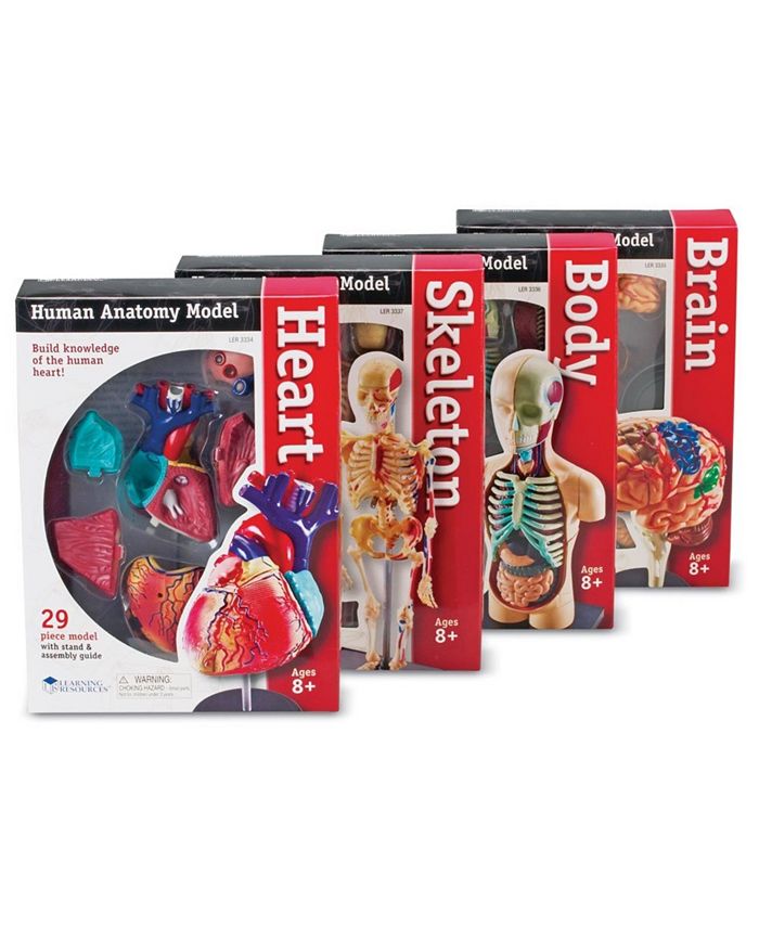 Learning Resources Anatomy Models Bundle - Macy's
