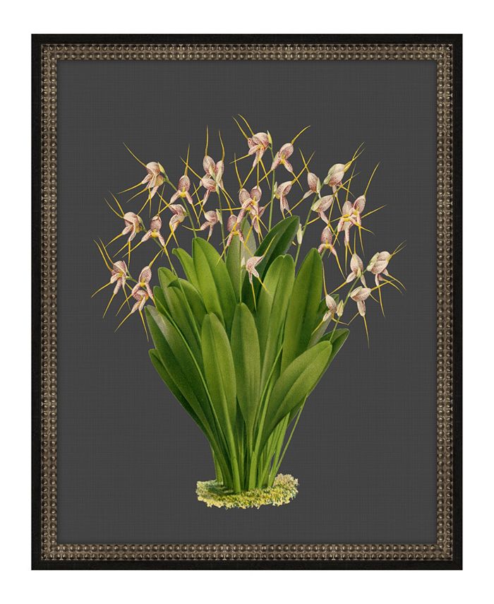 Melissa Van Hise Beautiful Botanical on Black VIII Framed Giclee Wall ...