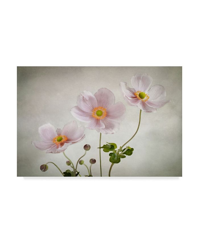 Trademark Global Mandy Disher 'The Pink Anemones' Canvas Art - 32" x 2 ...