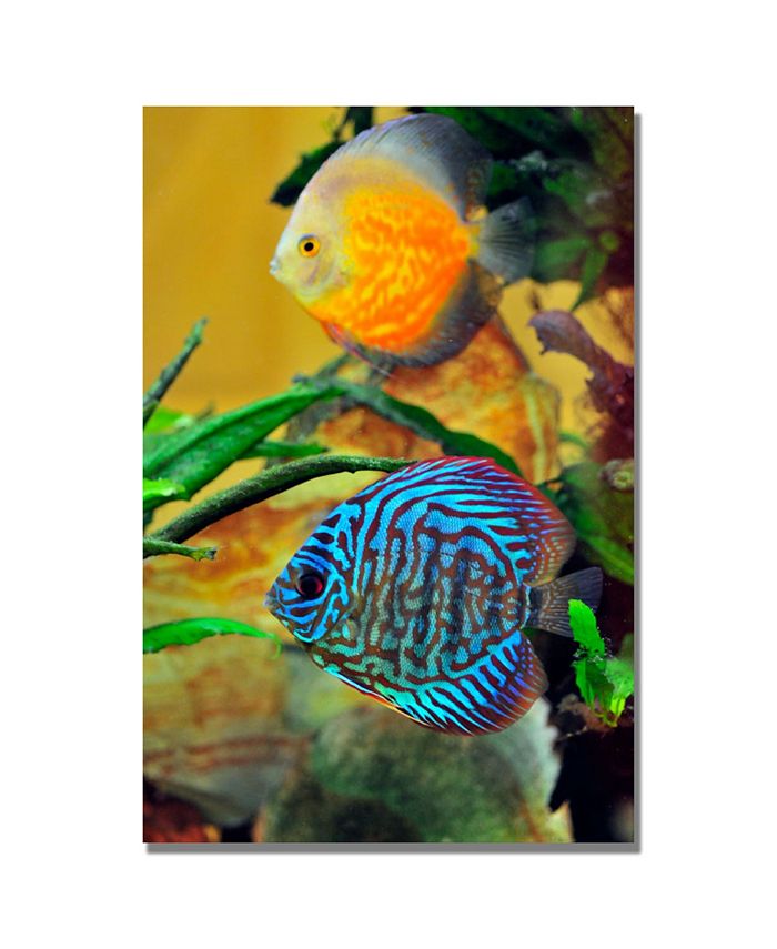 Trademark Global Kurt Shaffer 'Two Tropical Fish' Canvas Art - 24" x 18 ...