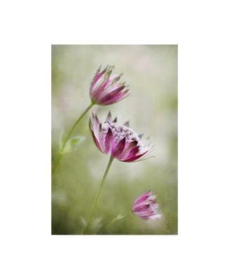 Mandy Disher Astrantia Canvas Art - 20" x 25" - Macy's