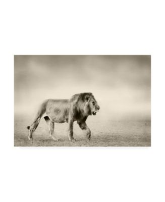 Trademark Global Wildphotoart The Walk Predator Canvas Art - 20" x 25 ...