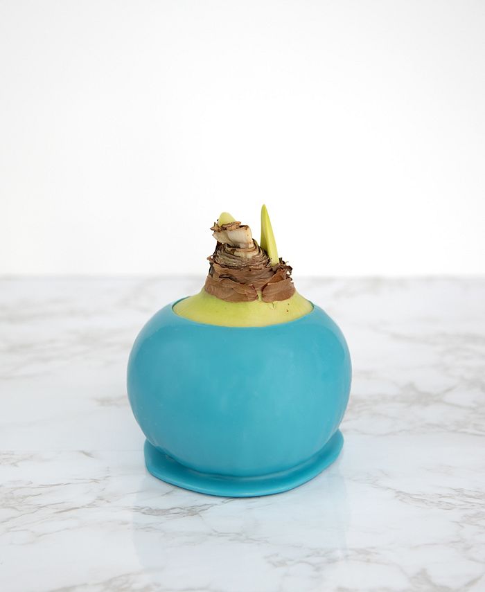 National Plant Network Live Blue Amaryllis Bulb- White Blooming - Macy's