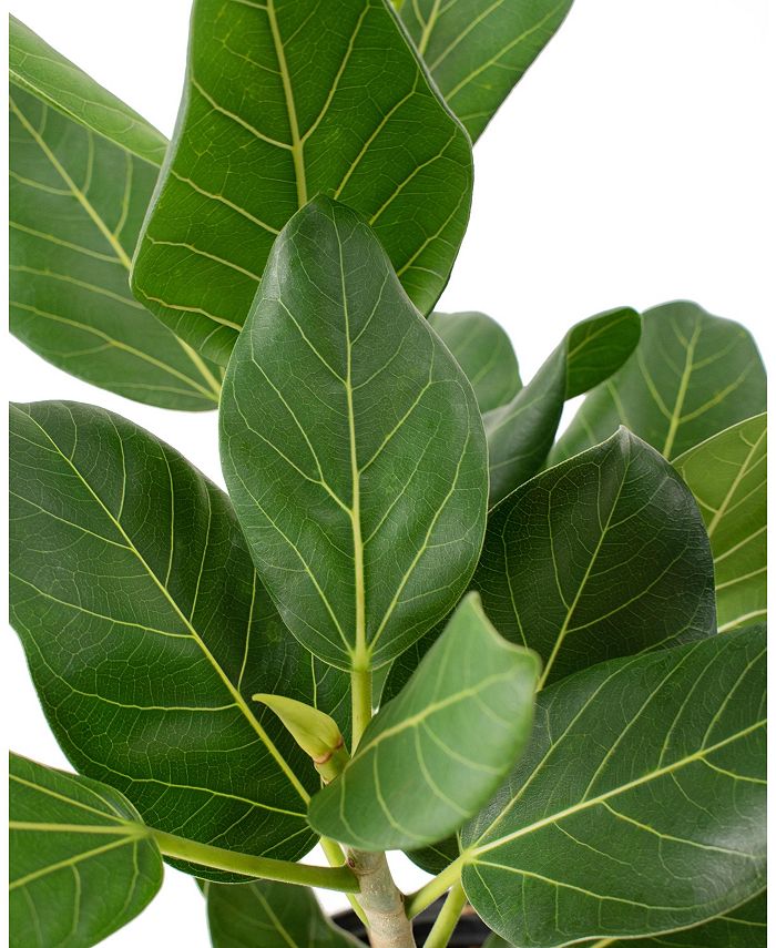 National Plant Network Ficus Audrey Live Plant, 10" Grower Container ...