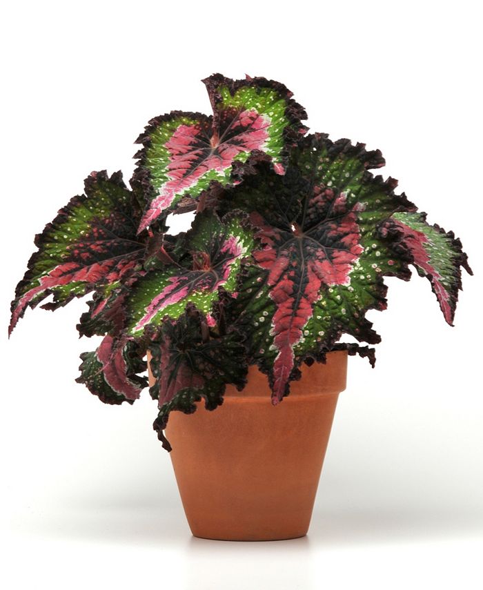 National Plant Network Rex Begonia Jurassic Watermelon Live Plant Set ...