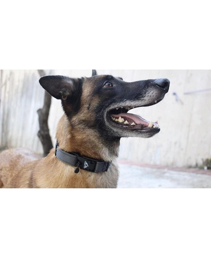 Tough Pup Hawkins Small Tactical Dog Collar - Macy's