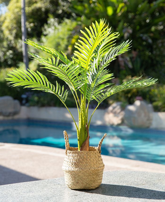 Flora Bunda Big Palm in Basket, 34" - Macy's