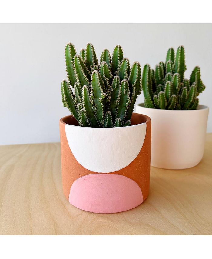 Tierra Sol Studio Lorenzo Cactus Kit - Anza - Macy's