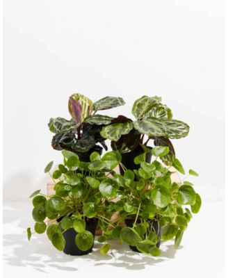 Lively Root Pet Friendly Live Plant Collection, 6" Grower Pots - Macy's