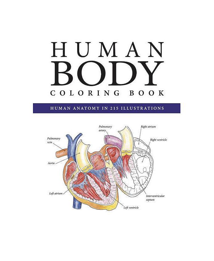 Barnes & Noble The Human Body Coloring Book by Peter Abrahams - Macy's
