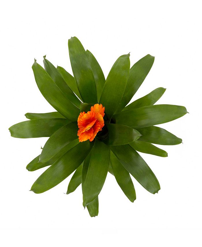 BloomsyBox Fiery Bromeliad Live Plant - Macy's