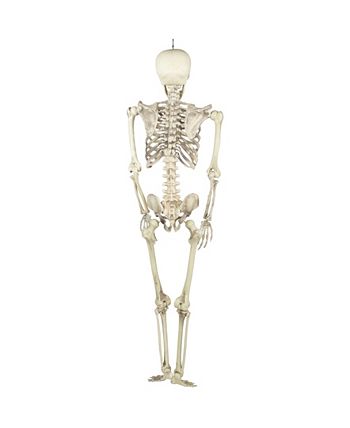 Northlight Life Size Skeleton Halloween Decoration, 5' - Macy's