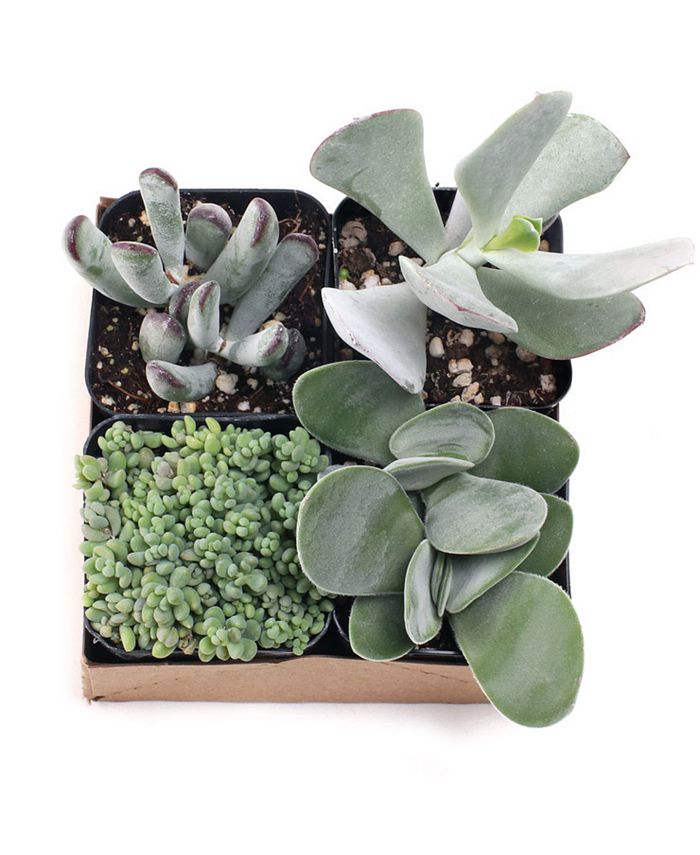 Mountain Crest Gardens White & Silver Succulent Set of 4 - Macy's