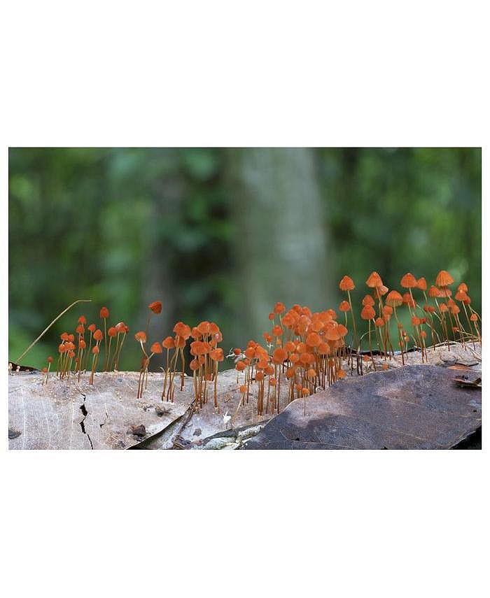 Barnes & Noble Entangled Life- The Illustrated Edition- How Fungi Make ...