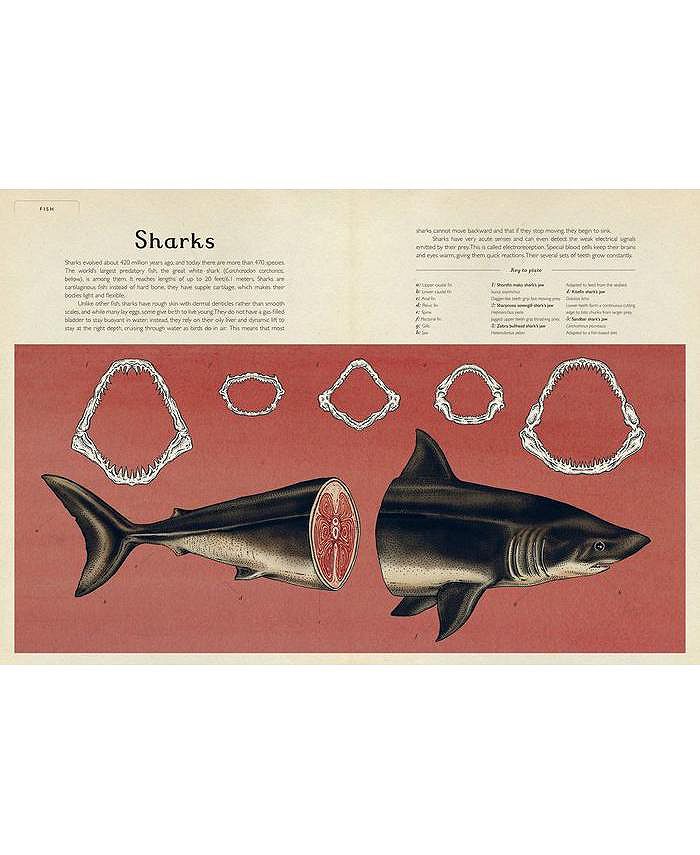 Barnes & Noble Animalium (Welcome to the Museum Series) by Jenny Broom ...