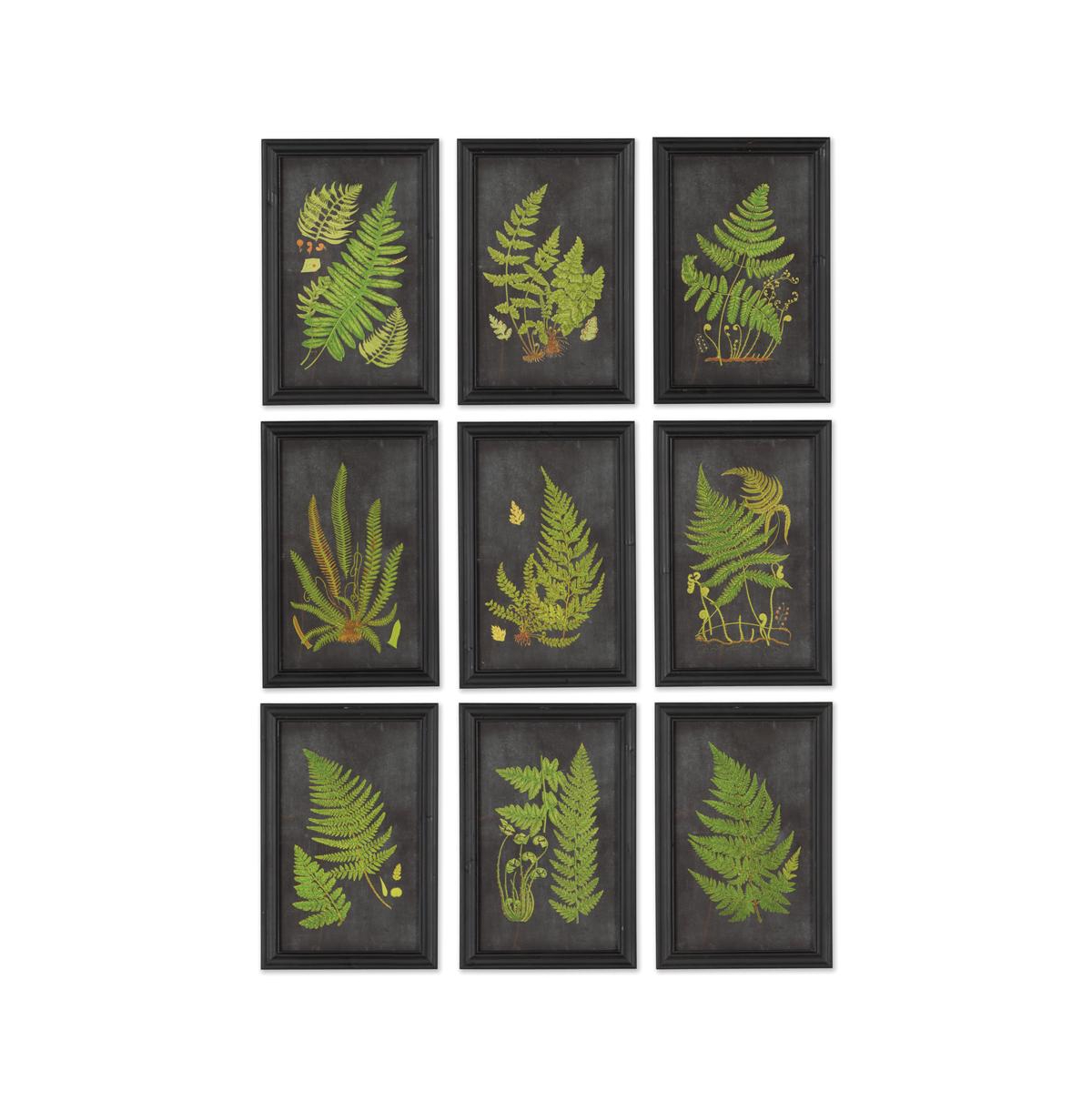 Click here for Framed Fern Botanical Prints Set of 9 - Black prices