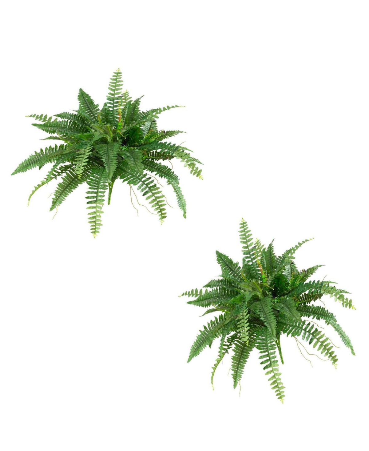 Click here for Slickblue Set of 2 Boston Ferns – Lush Indo... prices