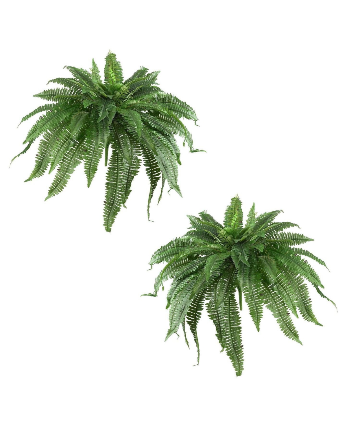 Click here for Slickblue 48 Boston Ferns – Set of 2 Lush P... prices