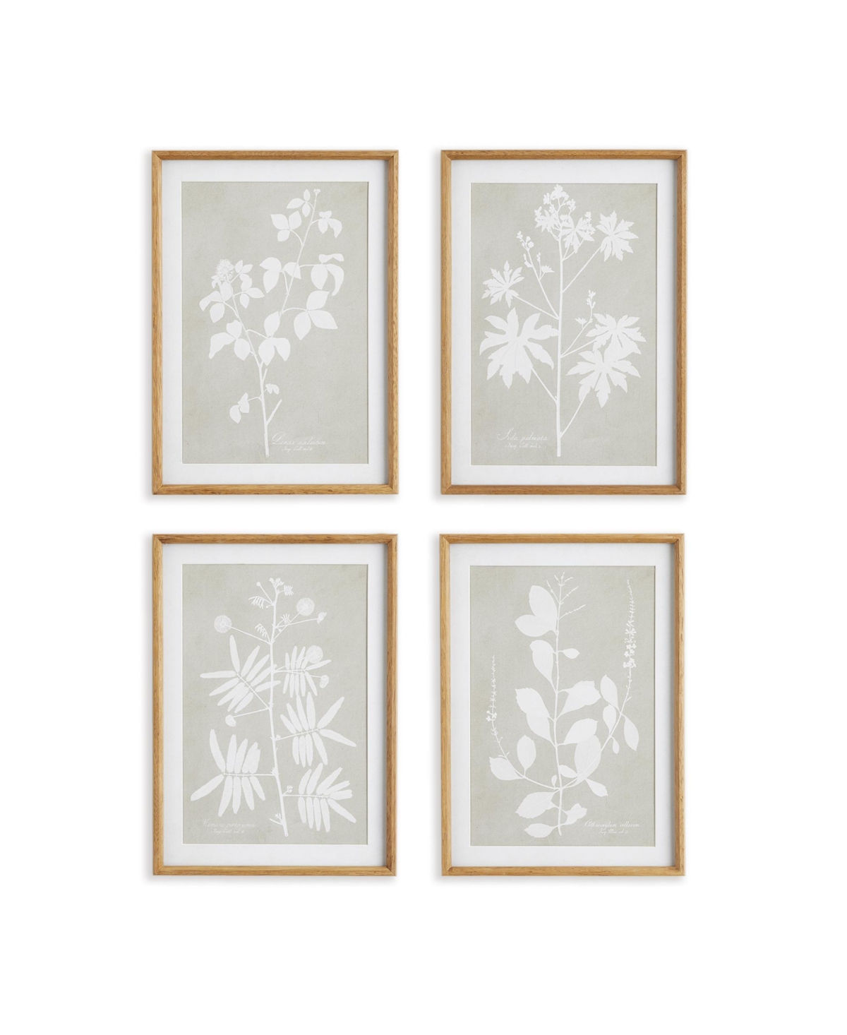Click here for Foliage Study Set of 4 - Grey prices