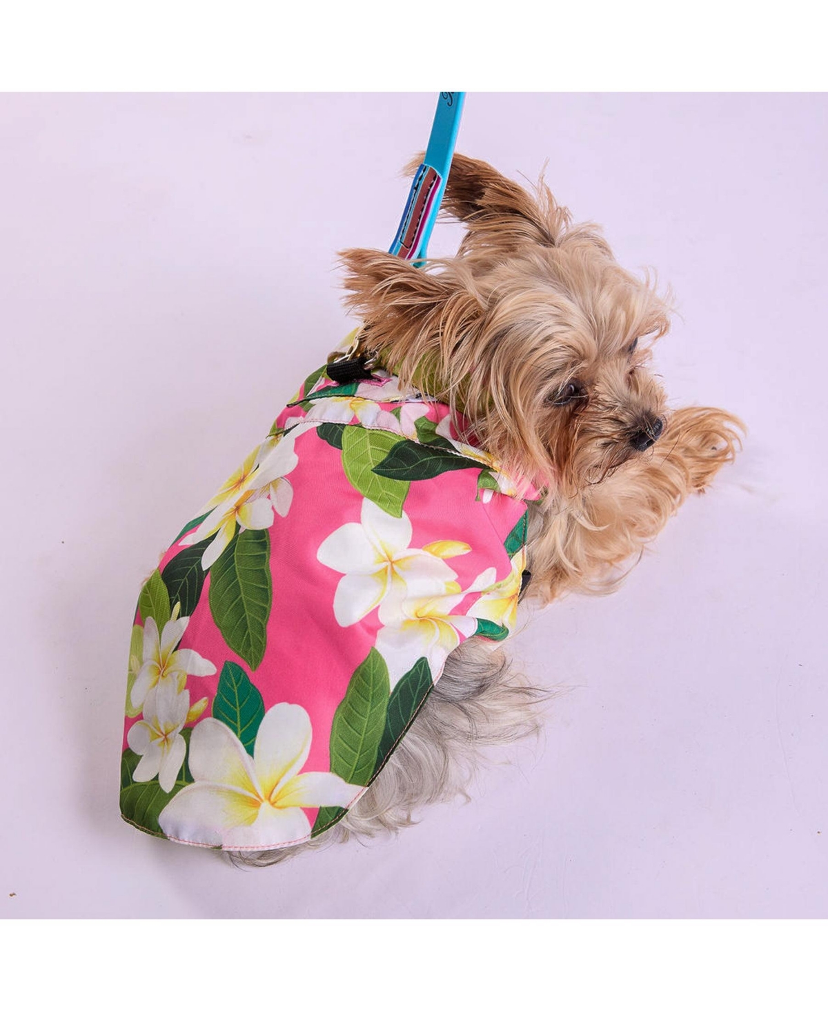 Click here for Tommy Bahama Pet Hawaiian Shirt & Apparel Harness... prices