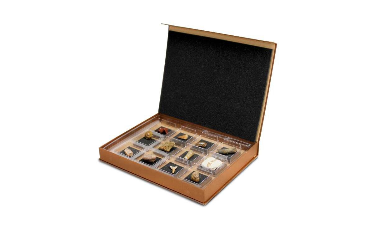 Click here for Geoworld The Nature Collection - Fossils Set 2 prices