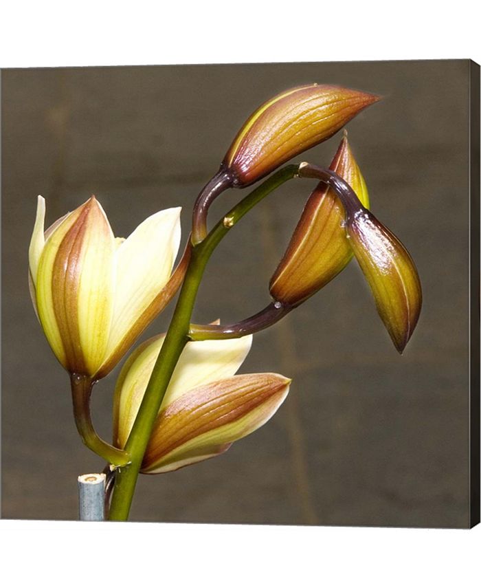 Metaverse Orchard Buds by Harold Silverman Canvas Art - Macy's