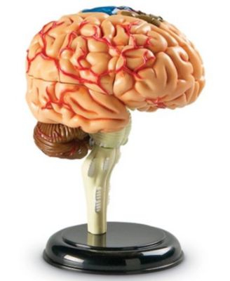 Brain Anatomy Realistic Model