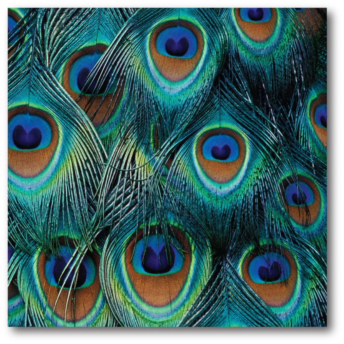 Click here for Courtside Market Peacock Gallery-Wrapped Canvas Wa... prices